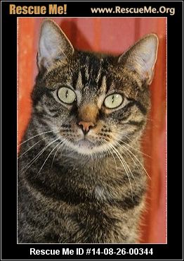 - Missouri Cat Rescue - ADOPTIONS - Rescue Me!