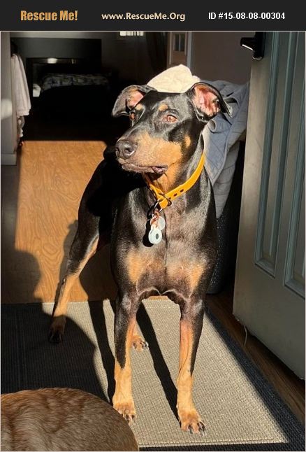 ADOPT 15080800304 ~ Doberman Pinscher Rescue ~ Fountain, CO