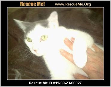 - Tennessee Cat Rescue - ADOPTIONS - Rescue Me!