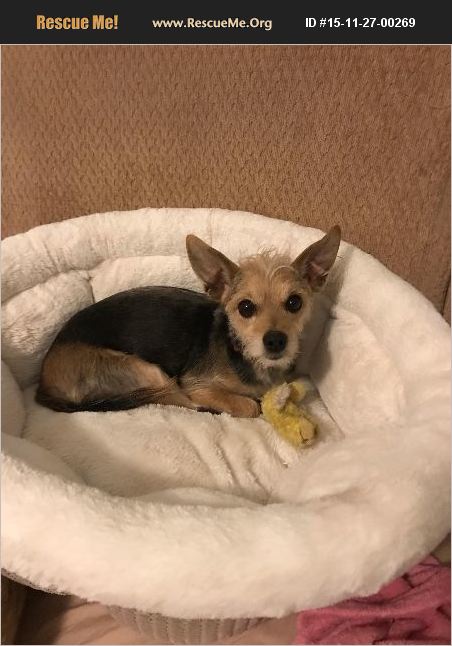 ADOPT 15112700269 ~ Yorkie Rescue ~ Chandler, AZ