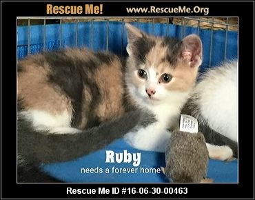 Wisconsin Cat Rescue ― ADOPTIONS ― RescueMe.Org