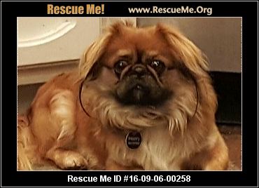 California Pekingese Rescue ― ADOPTIONS ― RescueMe.Org
