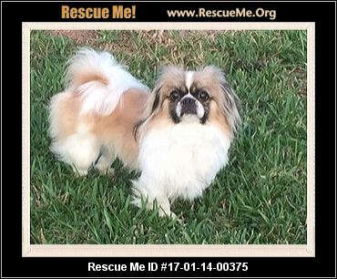 Florida Pekingese Rescue ― ADOPTIONS ― RescueMe.Org
