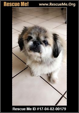 California Pekingese Rescue ― ADOPTIONS ― RescueMe.Org