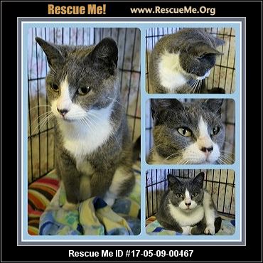 Wisconsin Cat Rescue ― ADOPTIONS ― RescueMe.Org