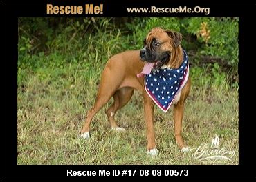- Texas Boxer Rescue - ADOPTIONS - Rescue Me!