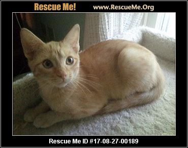 - Tennessee Cat Rescue - ADOPTIONS - Rescue Me!