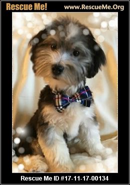 Nebraska Havanese Rescue ― ADOPTIONS ― RescueMe.Org