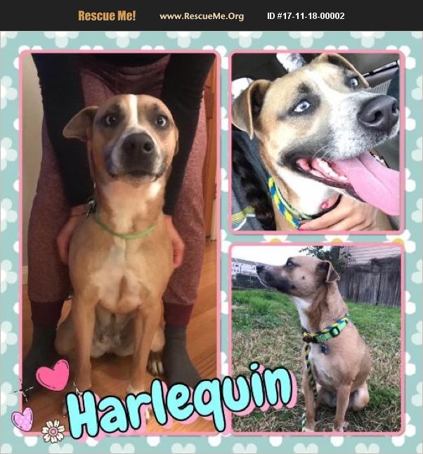 ADOPT 17111800002 ~ Boxer Rescue ~ Houston, TX