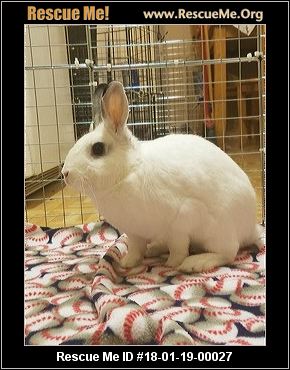 - California Rabbit Rescue - ADOPTIONS - Rescue Me!