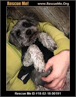 Connecticut Havanese Rescue ― ADOPTIONS ― RescueMe.Org