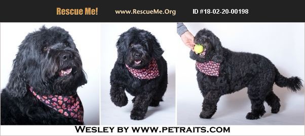 ADOPT 18022000198 ~ Portuguese Water Dog Rescue ~ Chicago, IL