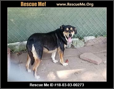 - Alabama German Shepherd Rescue - ADOPTIONS - Rescue Me!
