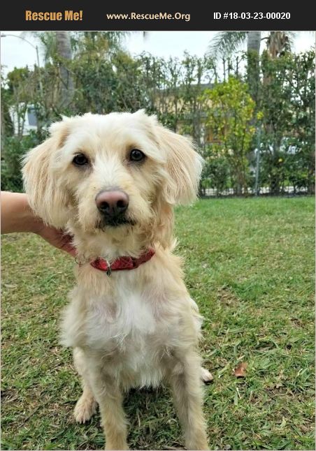 ADOPT 18032300020 ~ Cockapoo Rescue ~ Los Angeles, CA