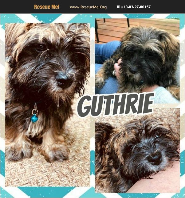 ADOPT 18032700157 ~ Yorkie Rescue ~ Houston, TX