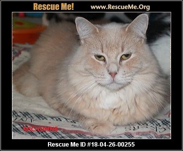- Missouri Cat Rescue - ADOPTIONS - Rescue Me!