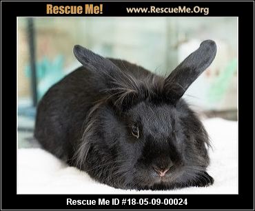 - California Rabbit Rescue - ADOPTIONS - Rescue Me!