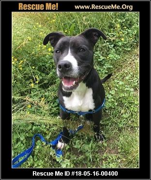 - Tennessee Lab Rescue - ADOPTIONS - Rescue Me!