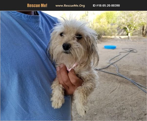 ADOPT 18052000390 ~ Poodle Rescue ~ Phoenix, AZ
