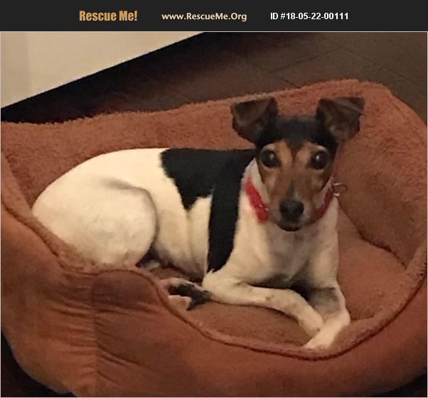 ADOPT 18052200111 ~ Jack Russell Rescue ~ Texas