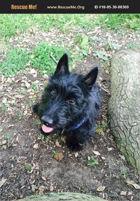 ADOPT 18053000369 ~ Scottish Terrier Rescue ~ san pedro, CA