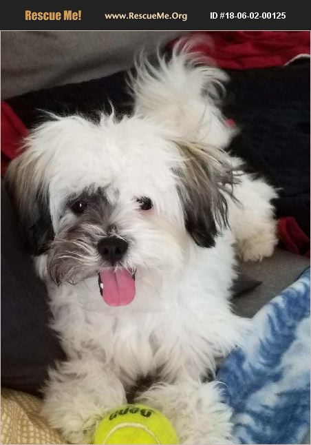 ADOPT 18060200125 ~ Havanese Rescue ~ Maryland