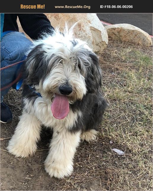 ADOPT 18060600206 ~ Bearded Collie Rescue ~ san pedro, CA