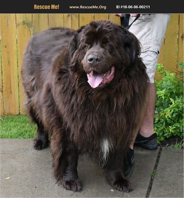 ADOPT 18060600211 ~ Newfoundland Rescue ~ Huntley, IL