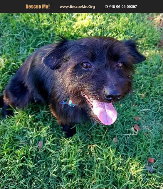 ADOPT 18060600307 ~ Scottish Terrier Rescue ~ Riverside, CA