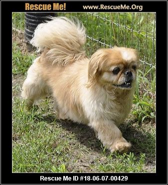 North Carolina Pekingese Rescue ― ADOPTIONS ― RescueMe.Org