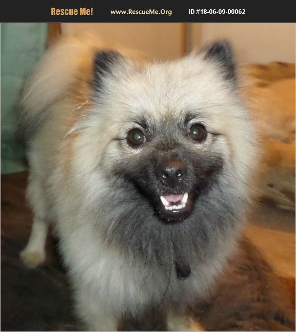 ADOPT 18060900062 ~ Keeshond Rescue ~ Hillsboro, MO