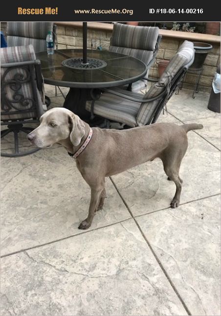 ADOPT 18061400216 ~ Weimaraner Rescue ~ Oxnard, CA