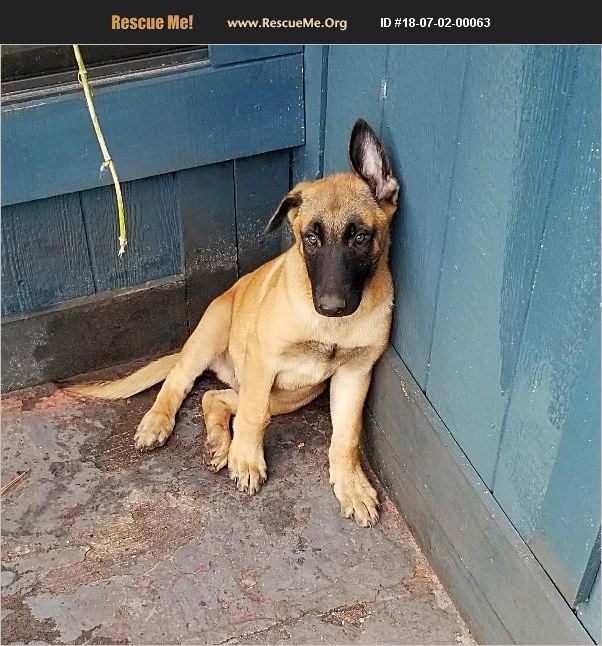 ADOPT 18070200063 ~ Belgian Malinois Rescue ~ Stuart, FL