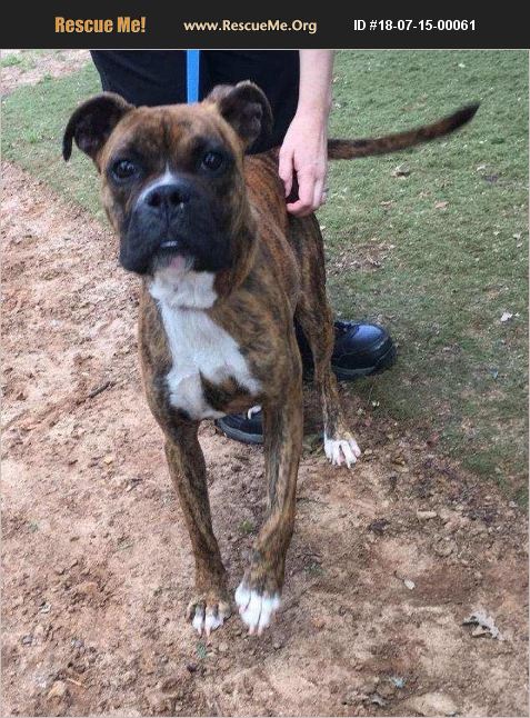 ADOPT 18071500061 ~ Boxer Rescue ~ Tallahassee, FL