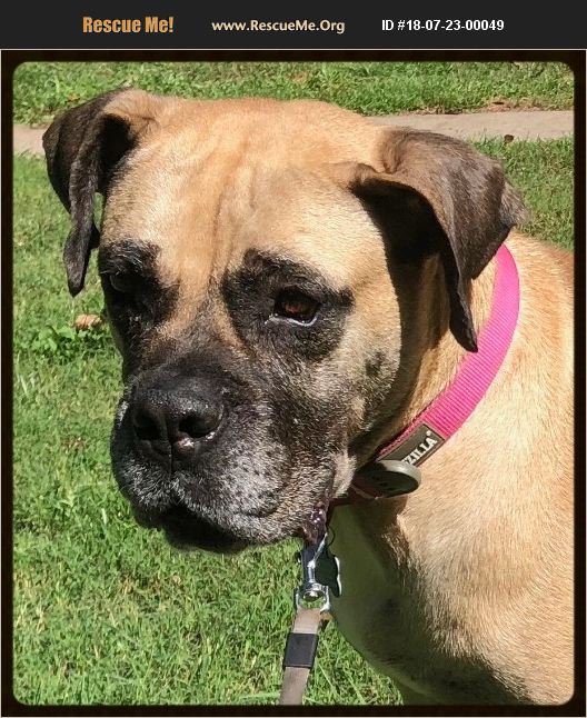 ADOPT 18072300049 ~ Bullmastiff Rescue ~ Houston, TX