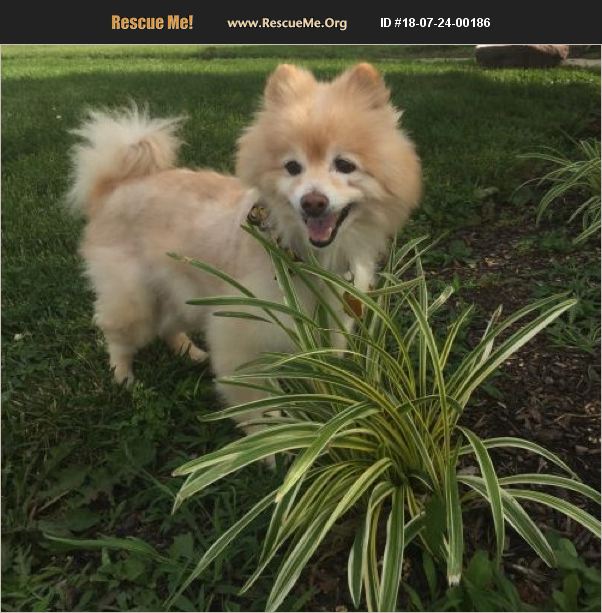 ADOPT 18072400186 ~ Pomeranian Rescue ~ Baltimore, MD