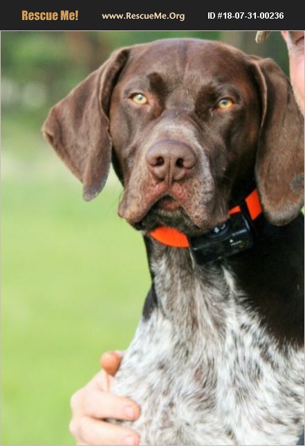 ADOPT 18073100236 ~ German Shorthaired Pointer Rescue ~ Baker City, OR