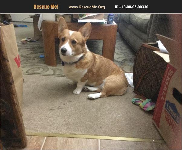 ADOPT 18080300330 ~ Corgi Rescue ~ Walnut Creek, CA