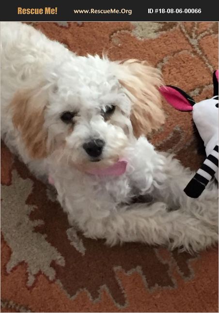 ADOPT 18080600066 ~ Cockapoo Rescue ~ North Fort Myers, FL