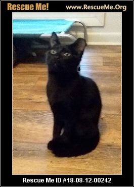 - Tennessee Cat Rescue - ADOPTIONS - Rescue Me!