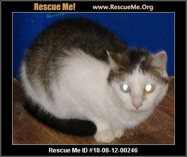 - Tennessee Cat Rescue - ADOPTIONS - Rescue Me!