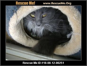 - Tennessee Cat Rescue - ADOPTIONS - Rescue Me!