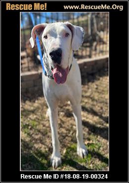- Texas Great Dane Rescue - ADOPTIONS - Rescue Me!