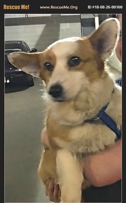 ADOPT 18082600160 ~ Corgi Rescue ~ Austin, TX