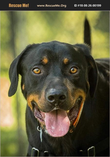ADOPT 18082600199 ~ Rottweiler Rescue ~ Orange County, NC