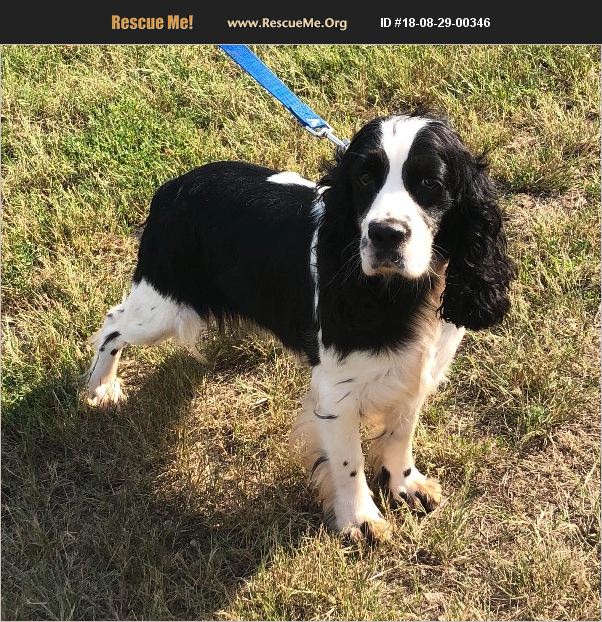 ADOPT 18082900346 ~ English Springer Spaniel Rescue ~ Anderson, SC