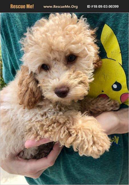 ADOPT 18090300399 ~ Poodle Rescue ~ Boca Raton, FL