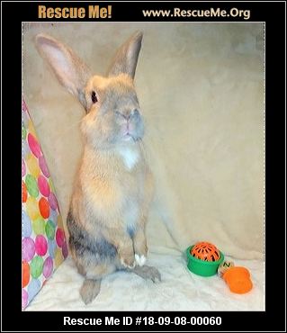 - California Rabbit Rescue - ADOPTIONS - Rescue Me!