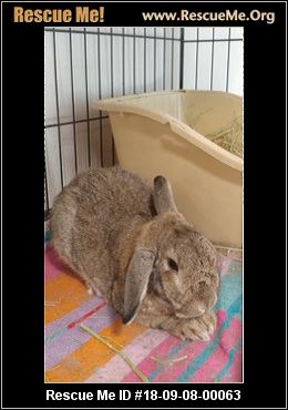 - California Rabbit Rescue - ADOPTIONS - Rescue Me!