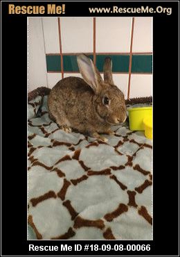- California Rabbit Rescue - ADOPTIONS - Rescue Me!
